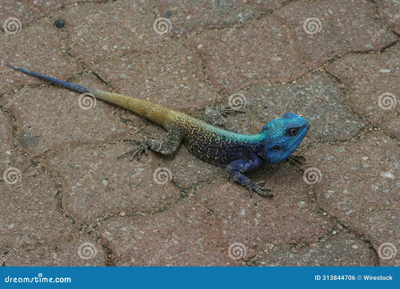 A Lizard that is Laying Down on the Ground in the Sun Stock Photo ...