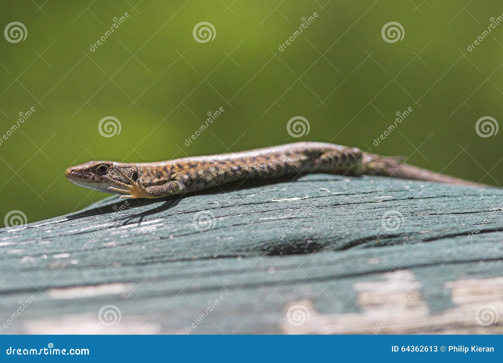 Lizard basking in the sun stock image. Image of lizard - 64362613