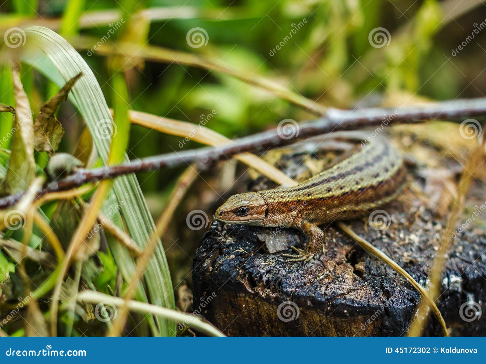Lizard basking in the sun stock photo. Image of closeup - 45172302