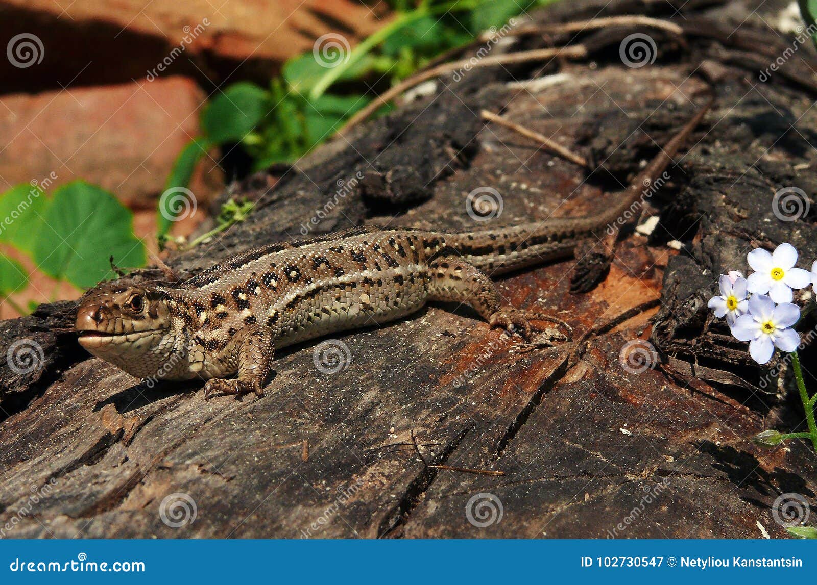 A Lizard Basking in the Sun Stock Image - Image of nature, warm: 102730547