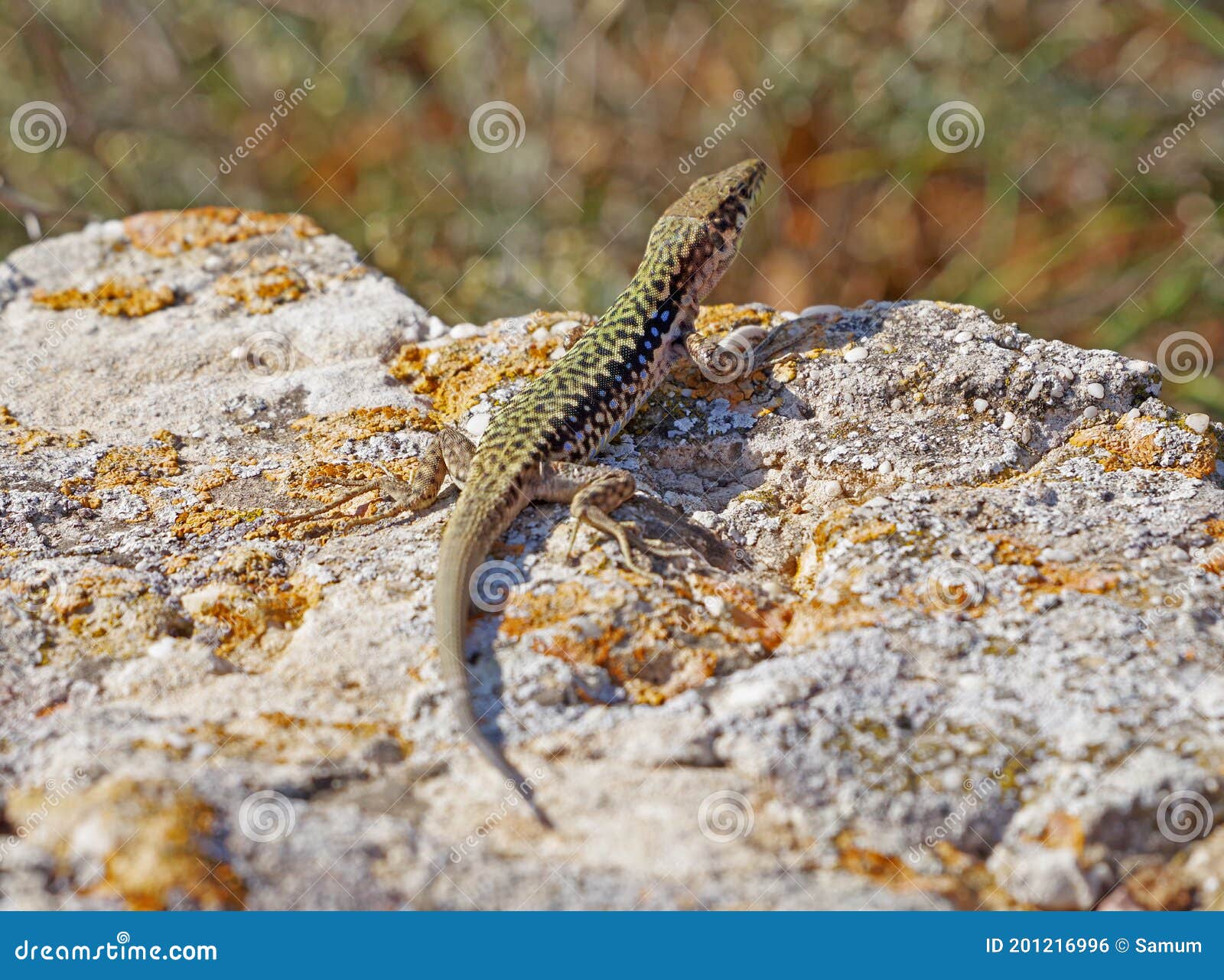Lizard basking in the sun stock photo. Image of stone - 201216996