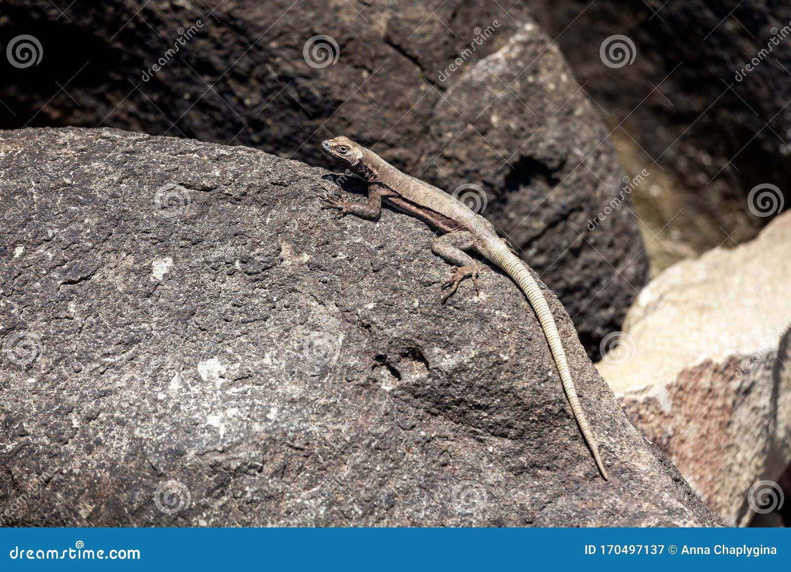 Lizard Basking in the Sun on a Stone, Sunny Day. Stock Image - Image of ...