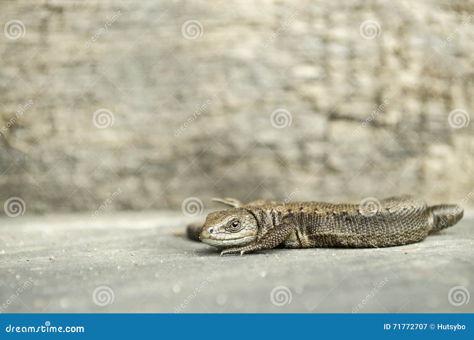 Lizard basking sun stock image. Image of body, feet, dragon - 71772707