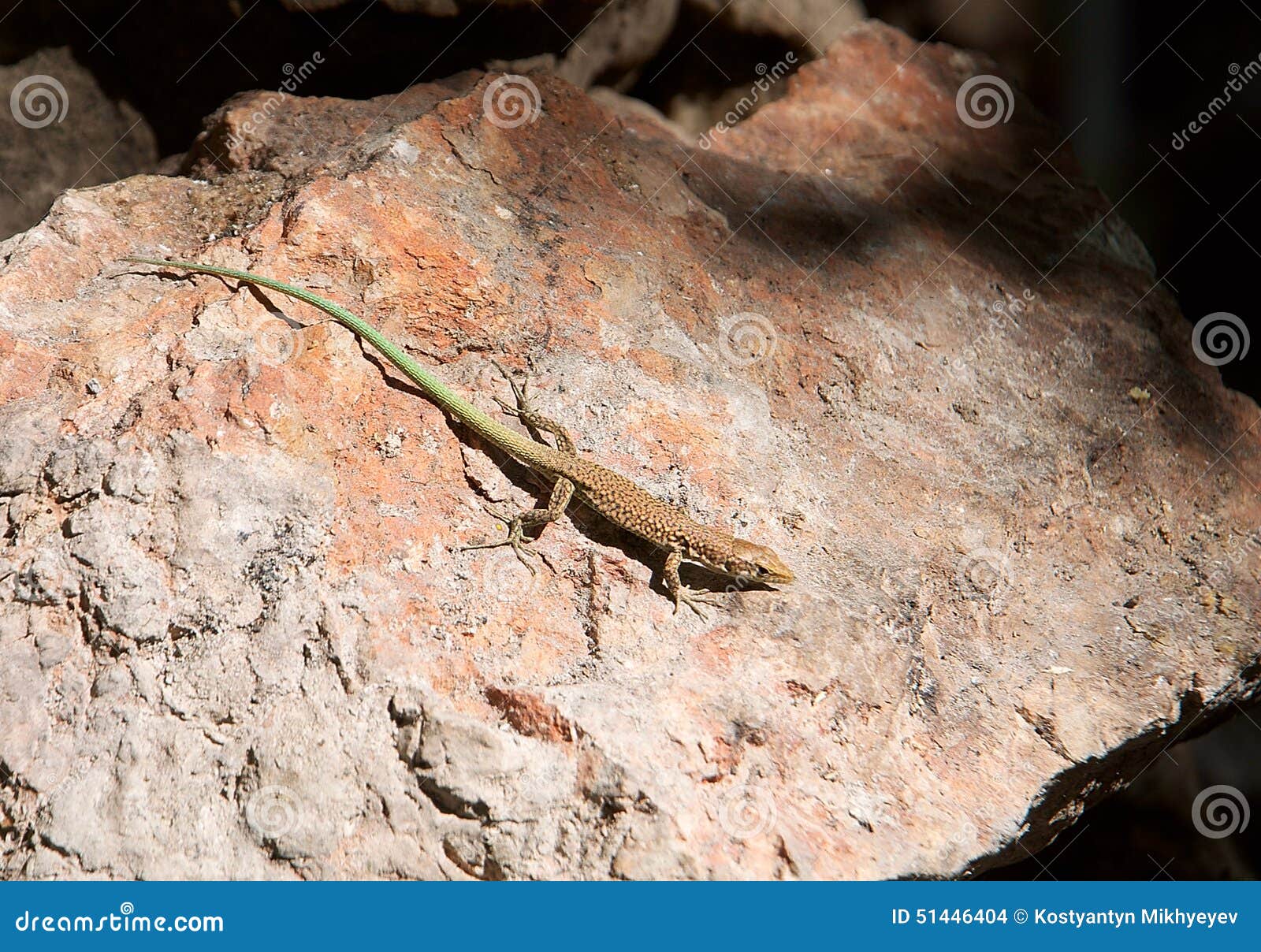 Lizard basking in the sun stock photo. Image of scar - 51446404