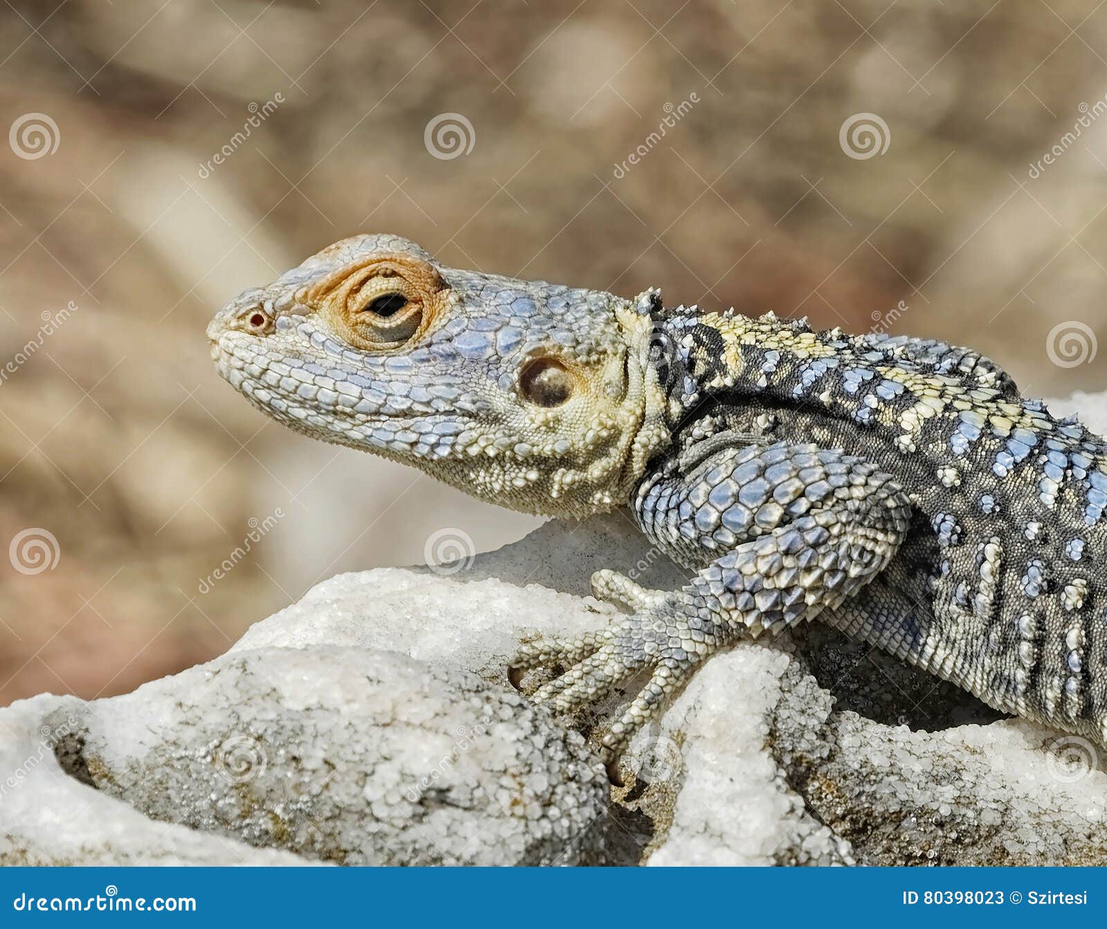 Lizard stock image. Image of ancient, mediterranean, library - 80398023