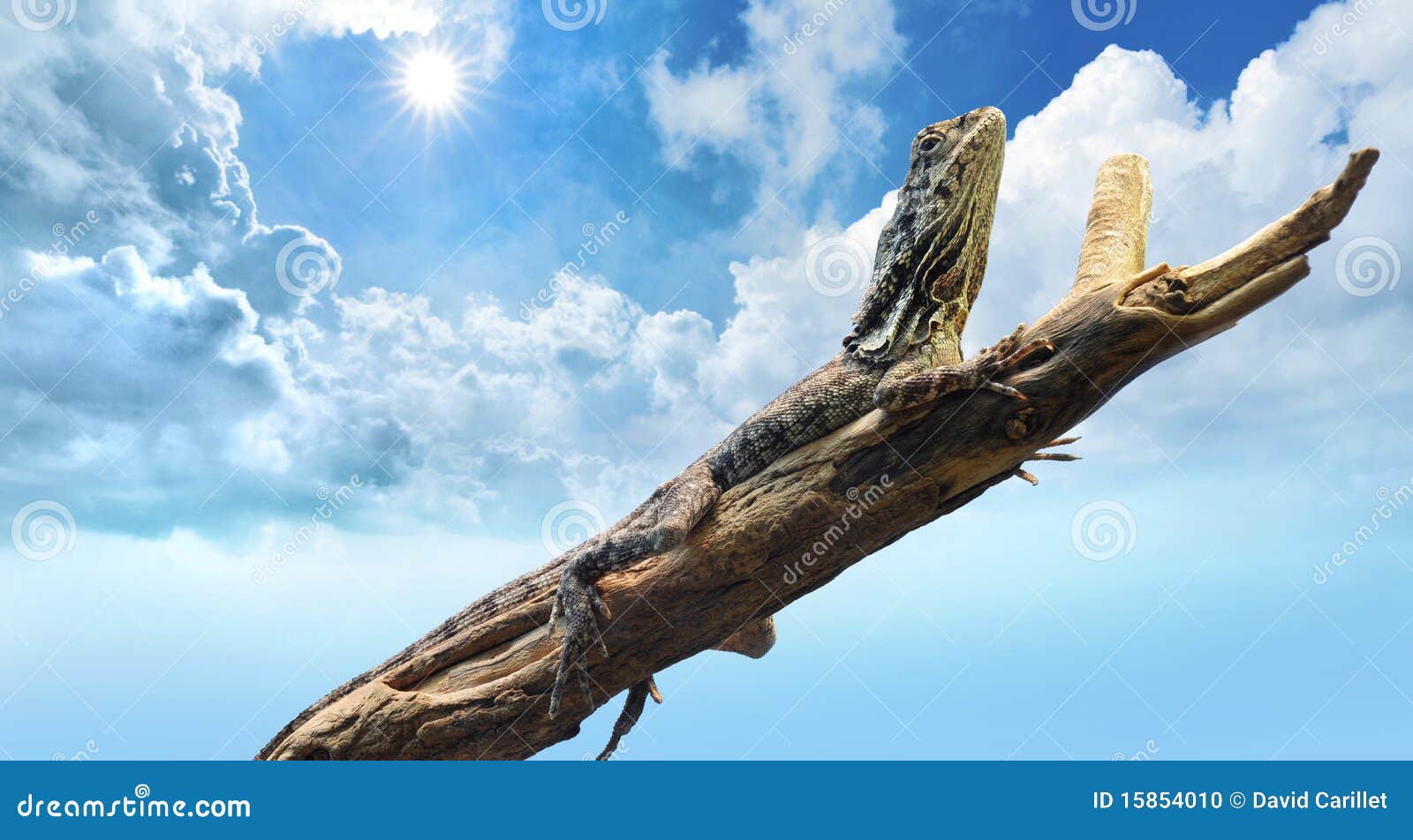 Lizard Bathing Under Dry Summer Sun and Blue Sky Stock Photo - Image of ...