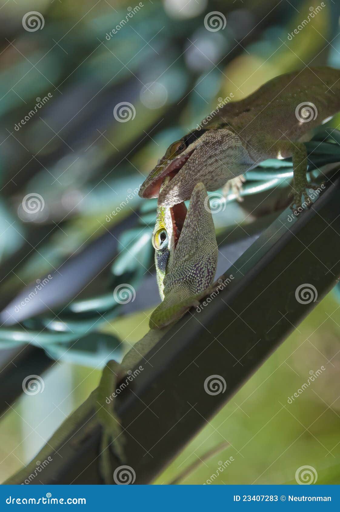 Lizard Battle stock image. Image of cold, teeth, fight - 23407283