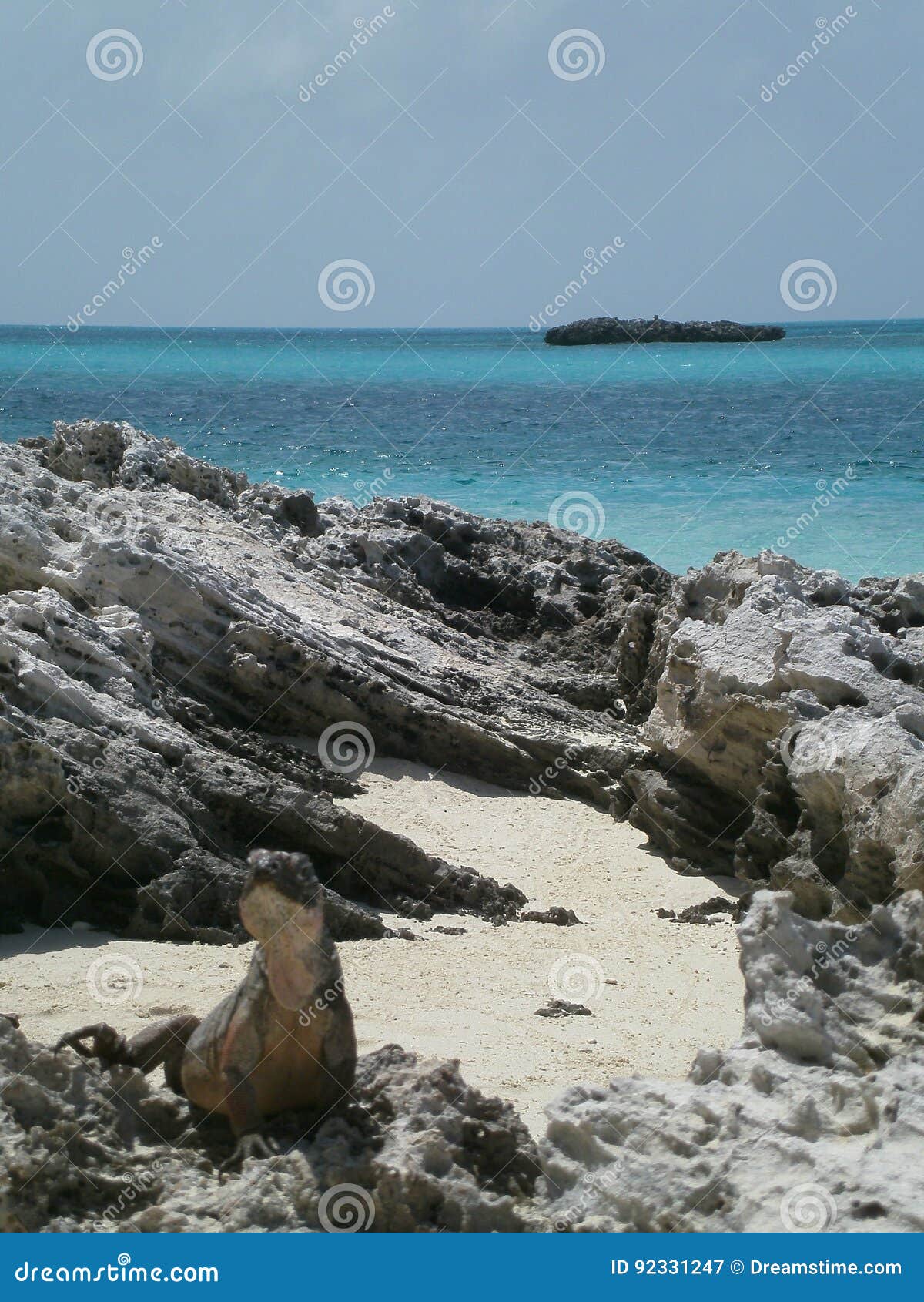 Lizard on the Beach stock image. Image of prideful, happy - 92331247