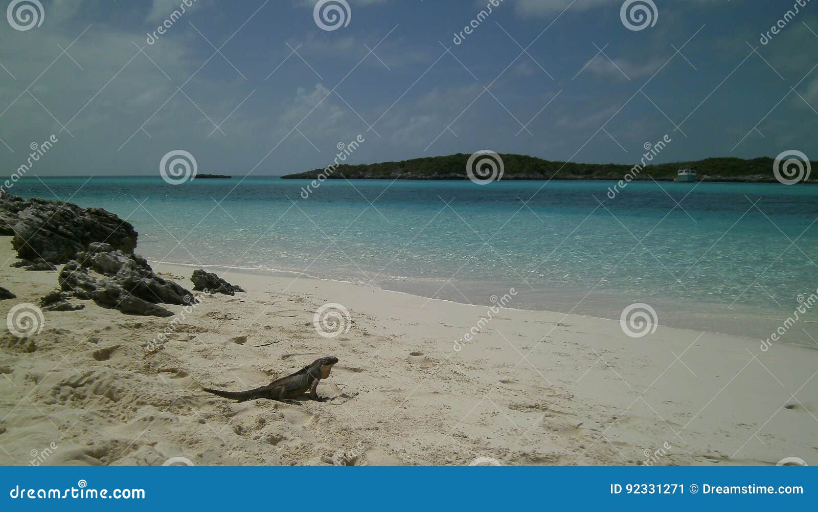 Lizard on the Beach 2 stock image. Image of relaxation - 92331271