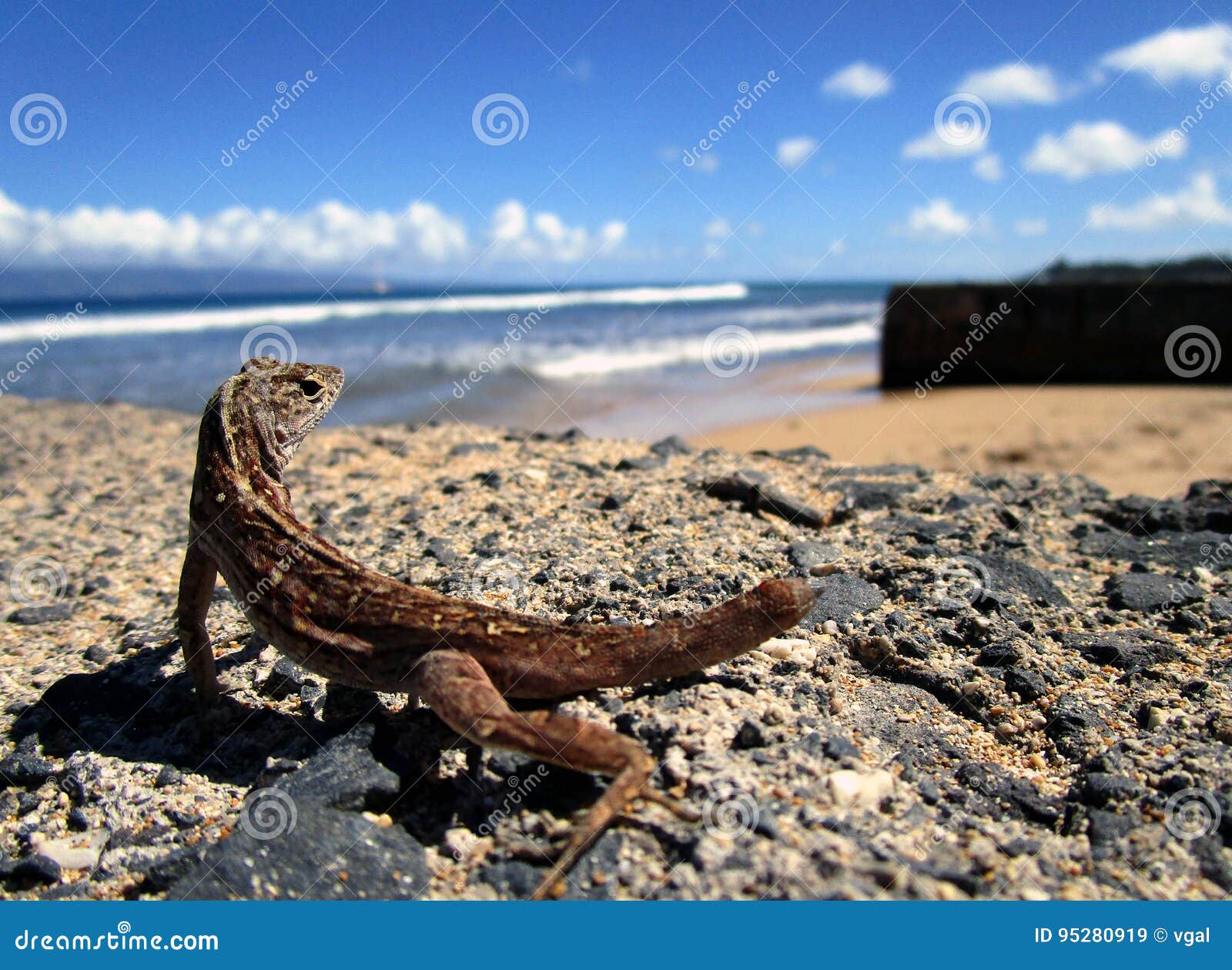 Lizard at the Beach stock image. Image of waves, hawaii - 95280919