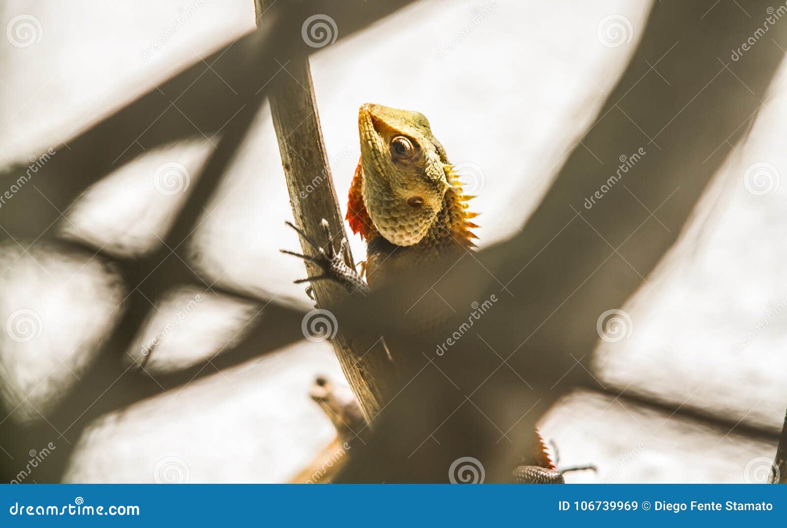 Lizard on the Beach. Lizard Walking Stock Image - Image of beaches ...