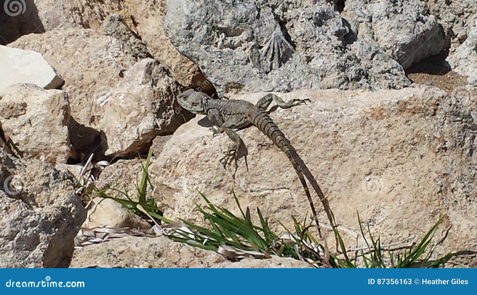 Lizard beach rock stock image. Image of lizard, cyprus - 87356163