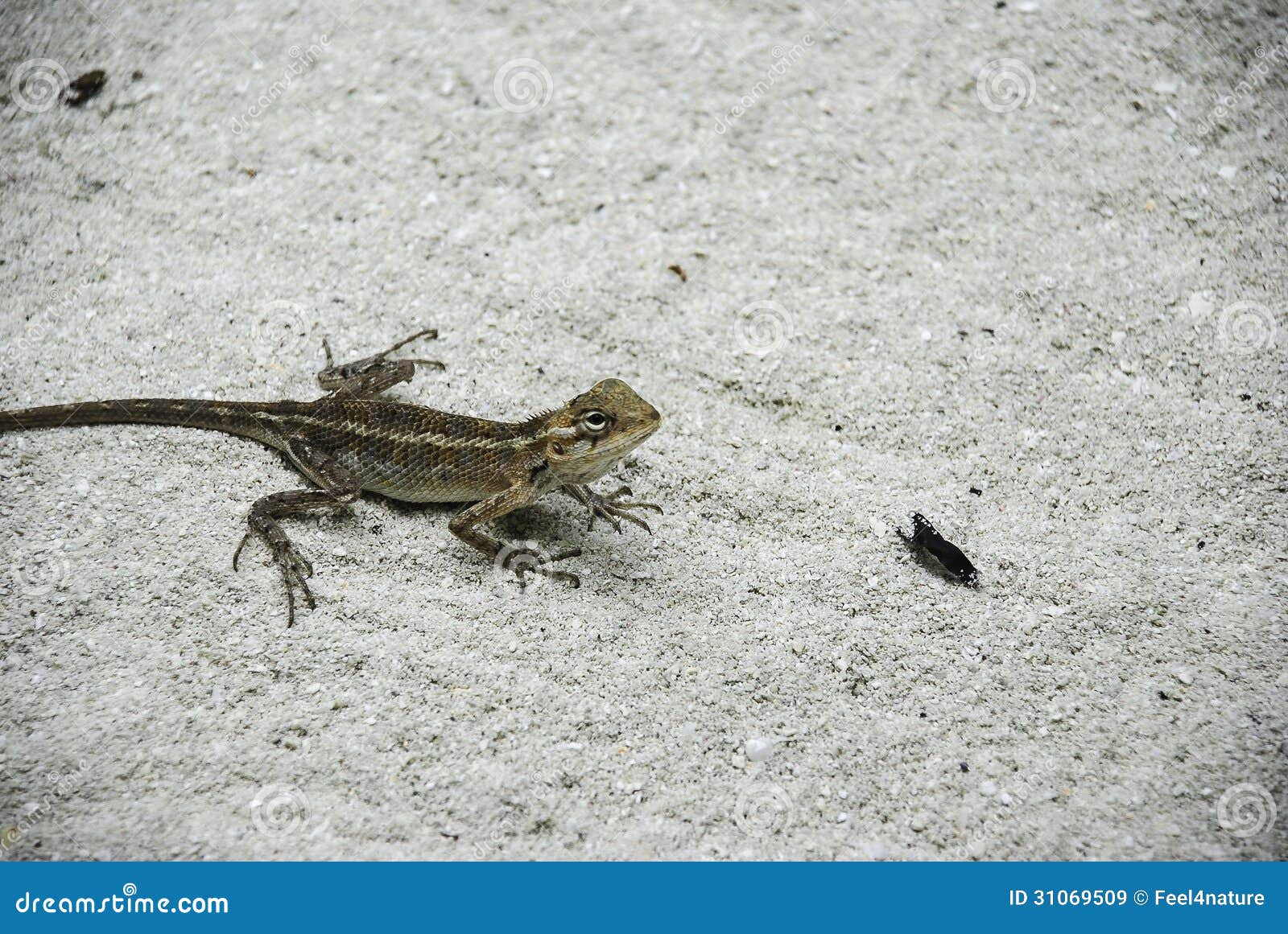 Lizard at the Beach stock image. Image of skin, lizard - 31069509