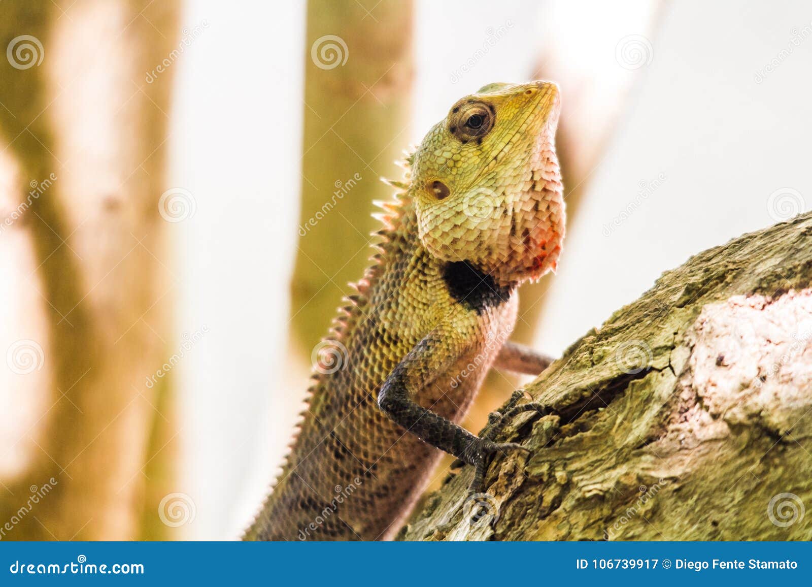 Lizard on the Beach. Lizard Walking Stock Image - Image of nature, sand ...