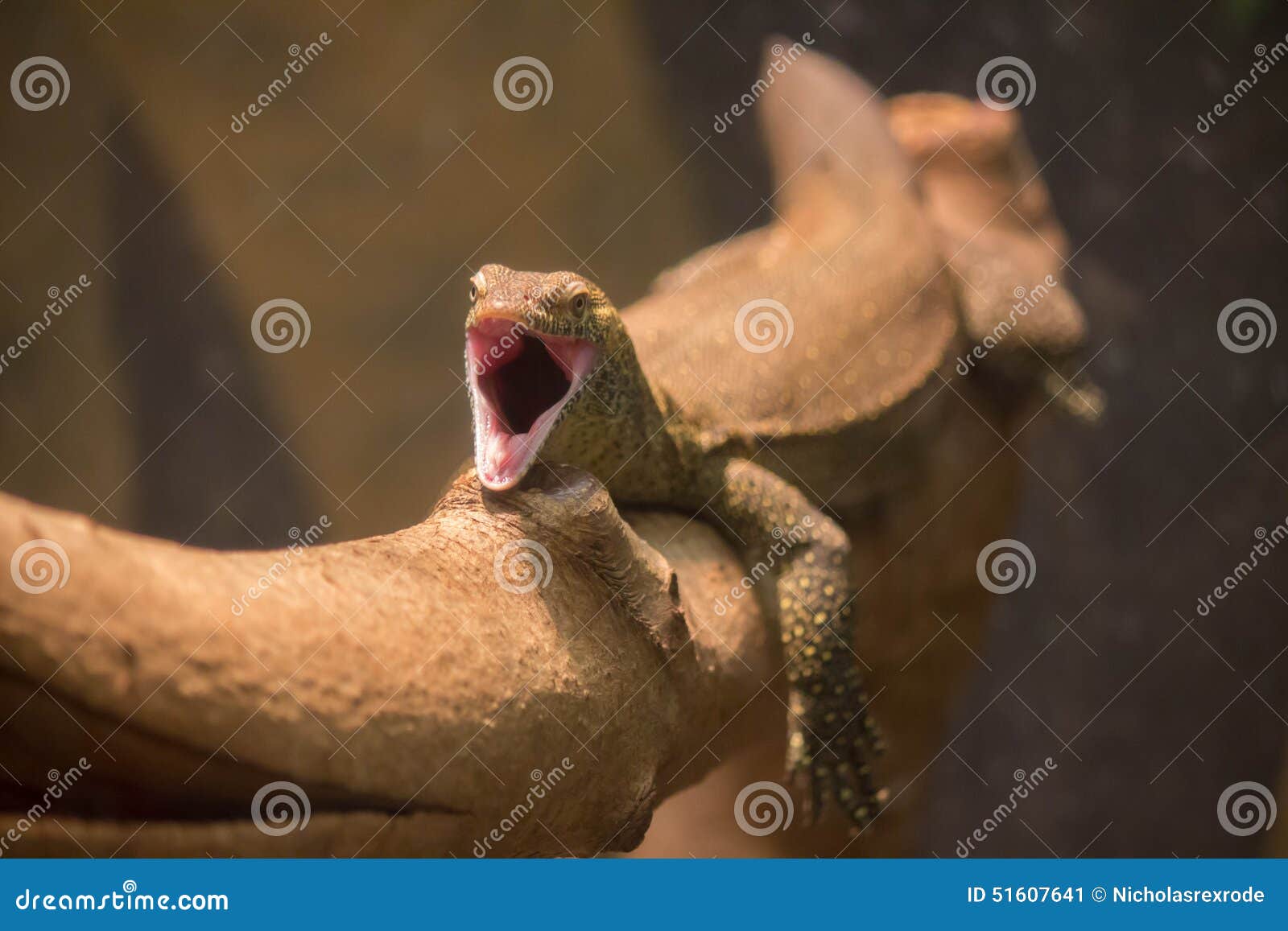 Lizard stock image. Image of face, komodo, head, leisure - 51607641