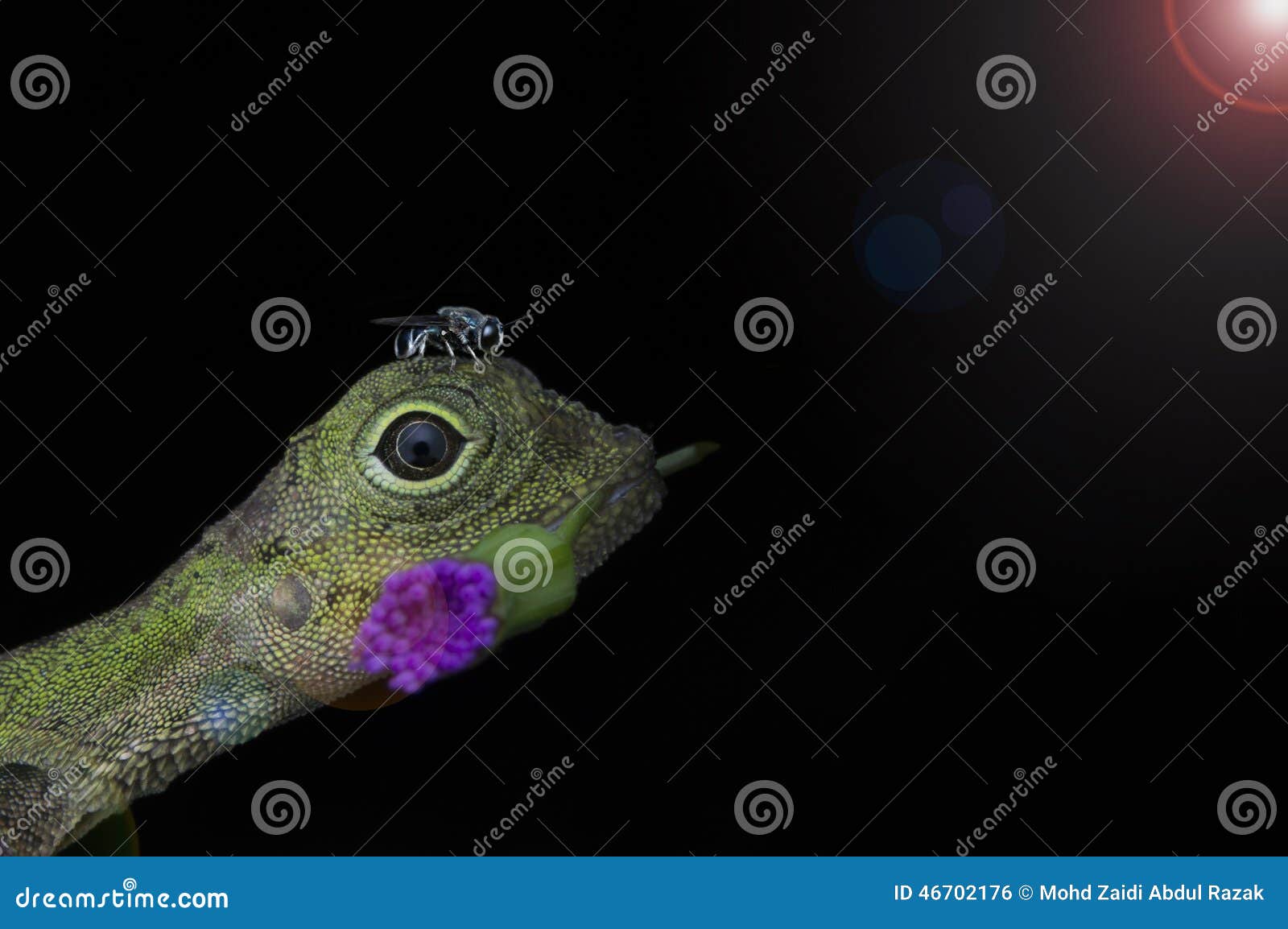 Lizard and bee stock photo. Image of green, bettle, nature - 46702176