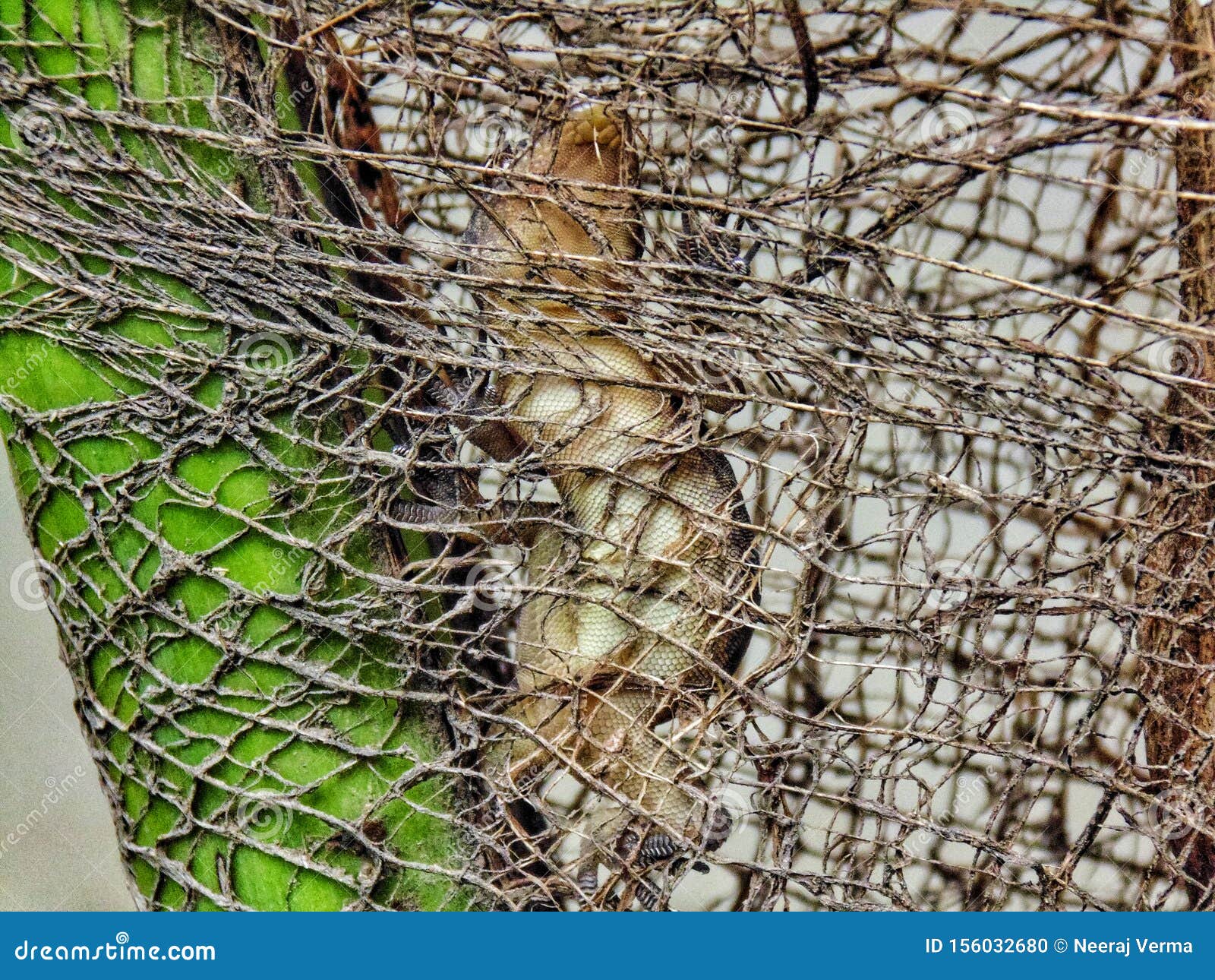 Lizard Behind the Natural Net Stock Photo - Image of green, tail: 156032680