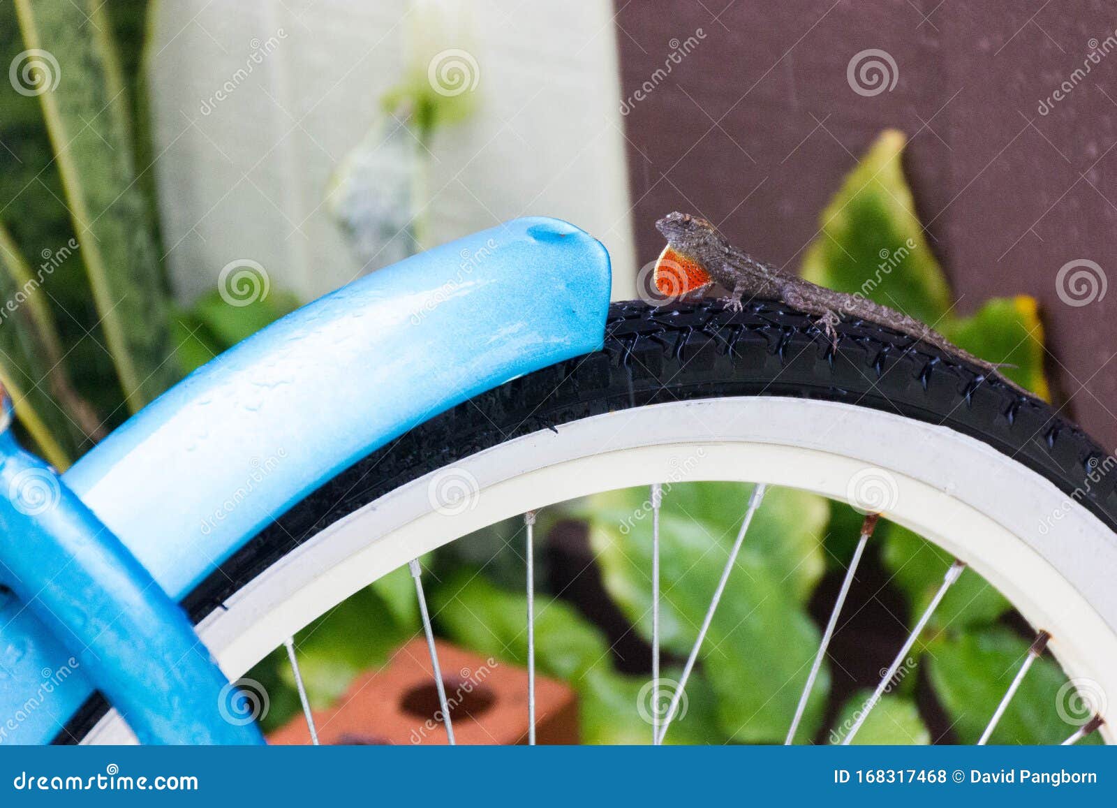 Lizard on a bike tire stock photo. Image of colors, animals - 168317468