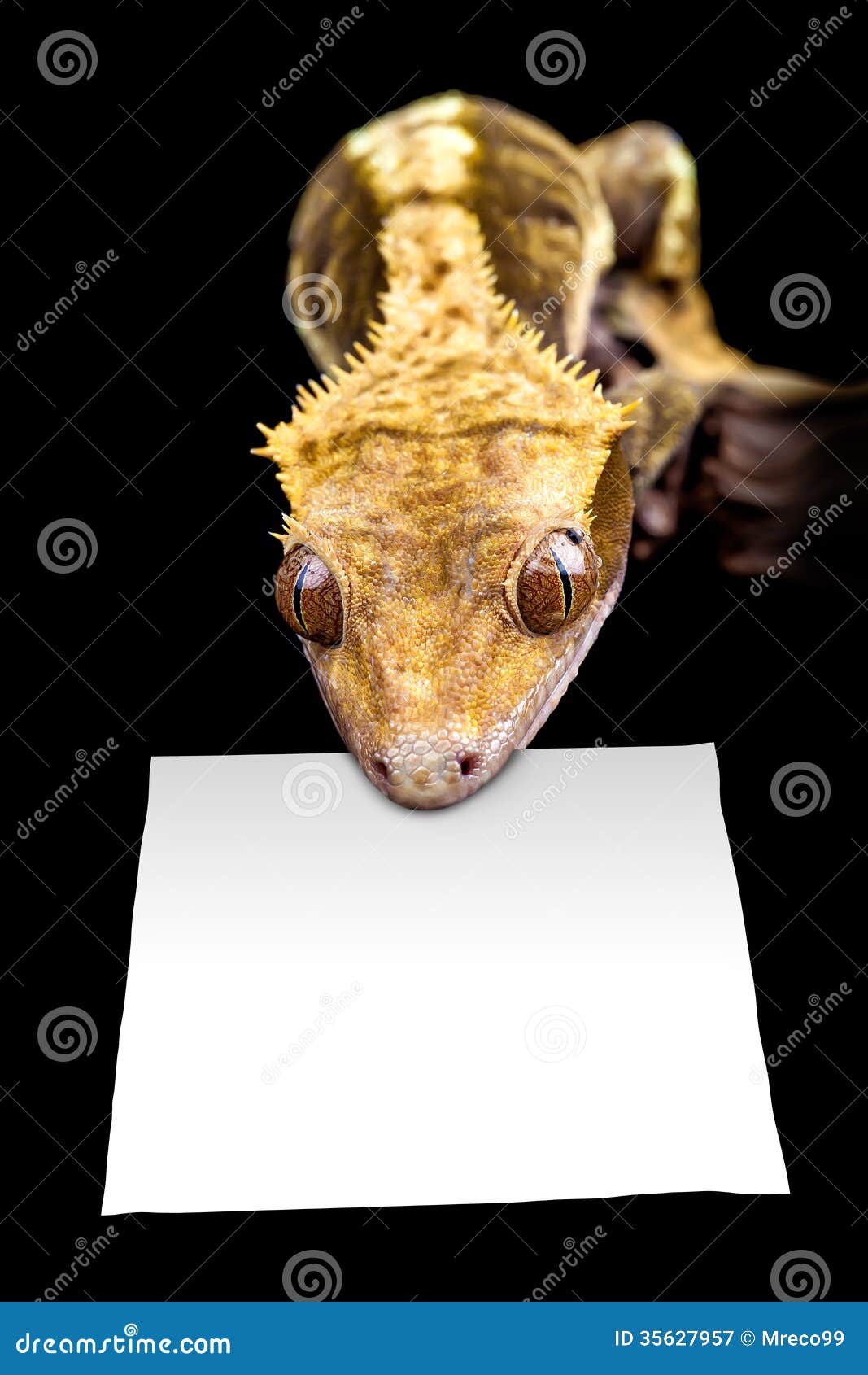Lizard with blank sign stock image. Image of note, close - 35627957