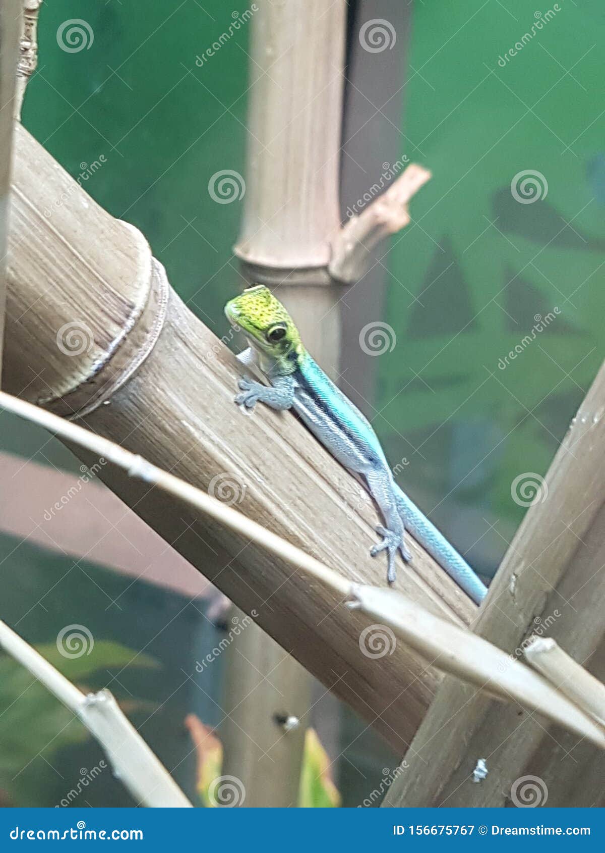 Lizard stock image. Image of small, blue, lizard, stick - 156675767