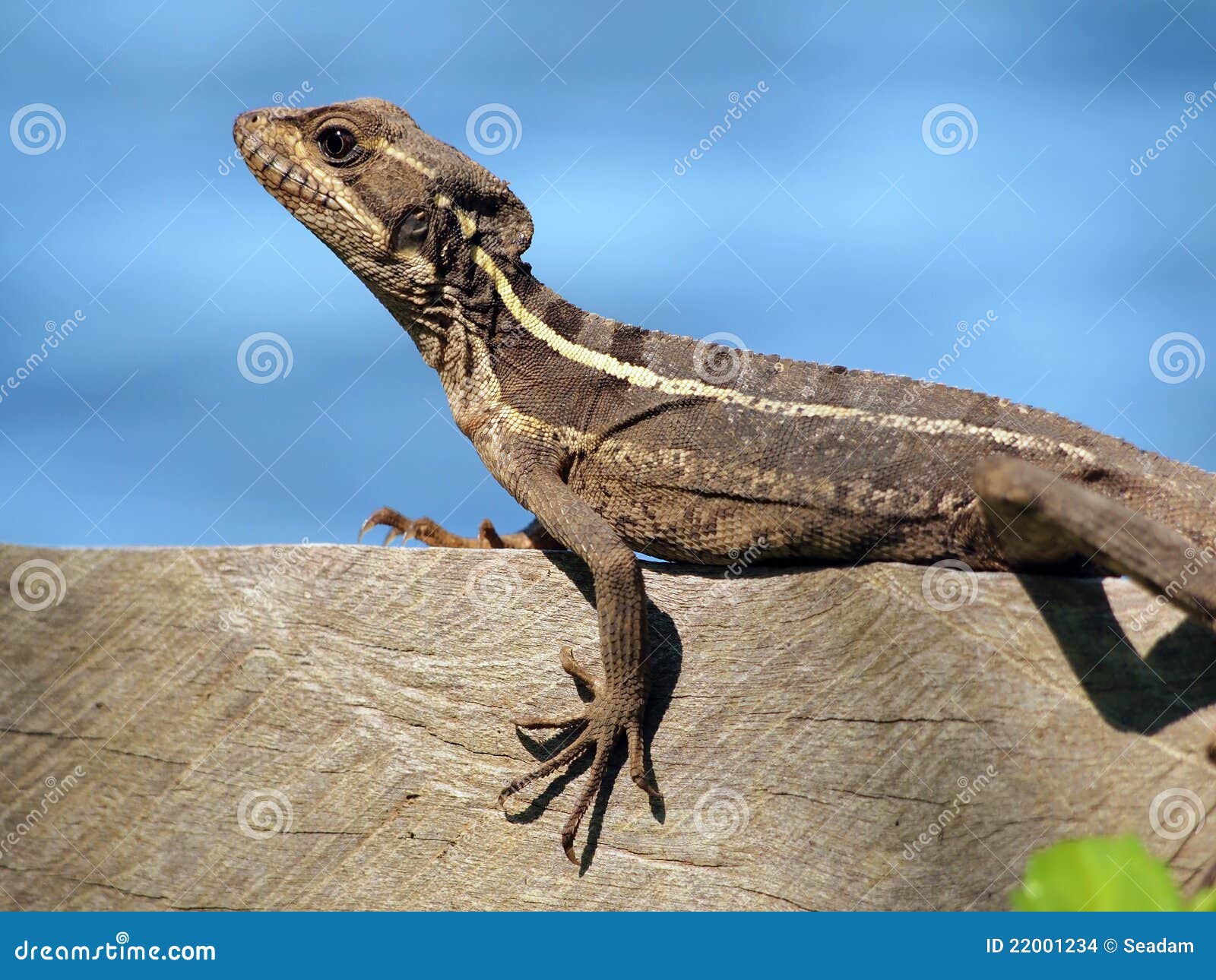 Lizard on a board stock photo. Image of costa, wildlife - 22001234