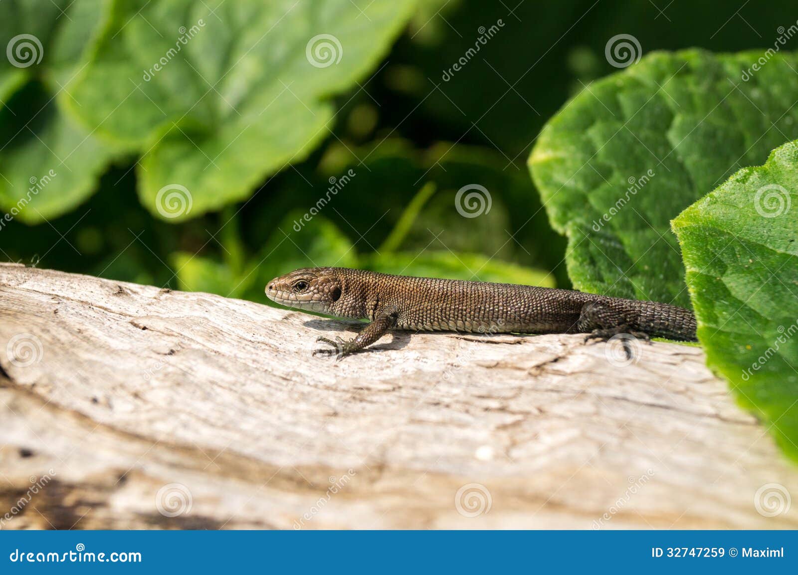 Lizard on a board stock image. Image of leaves, lizard - 32747259