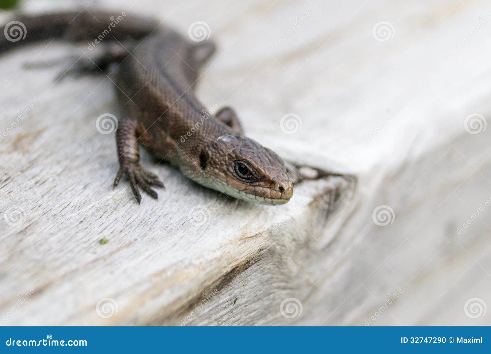 Lizard on a board stock photo. Image of summer, lizard - 32747290
