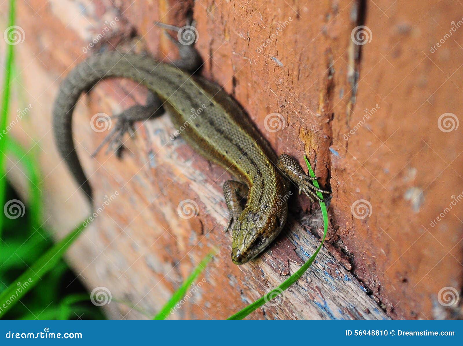 Lizard on the Board, Summer Stock Photo - Image of moscow, sunny: 56948810