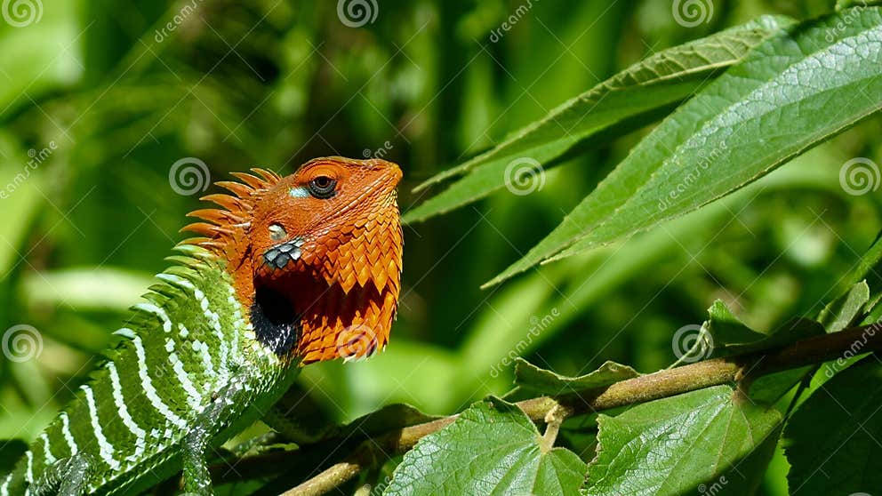 Lizard Bodilima in Srilanka Stock Image - Image of bodilima, lizards ...