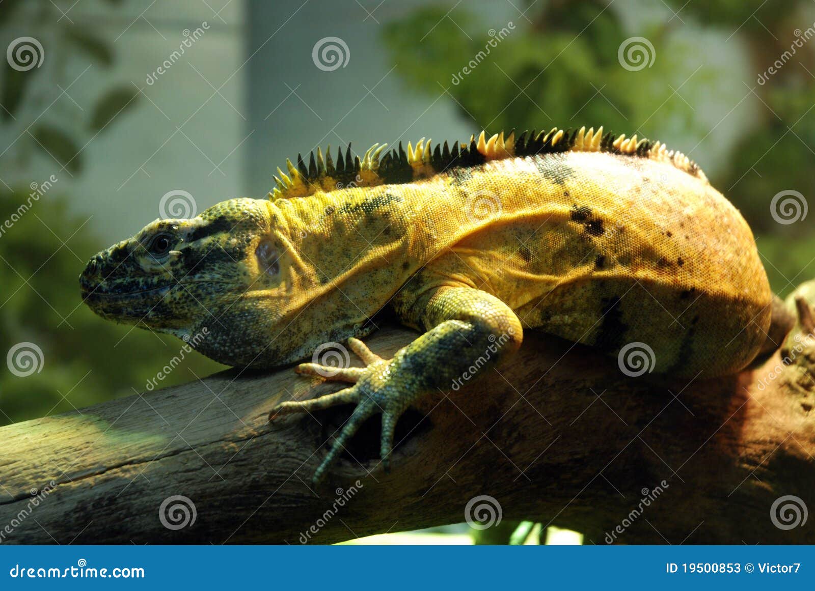 Lizard Body stock image. Image of faunal, fauna, leaf - 19500853