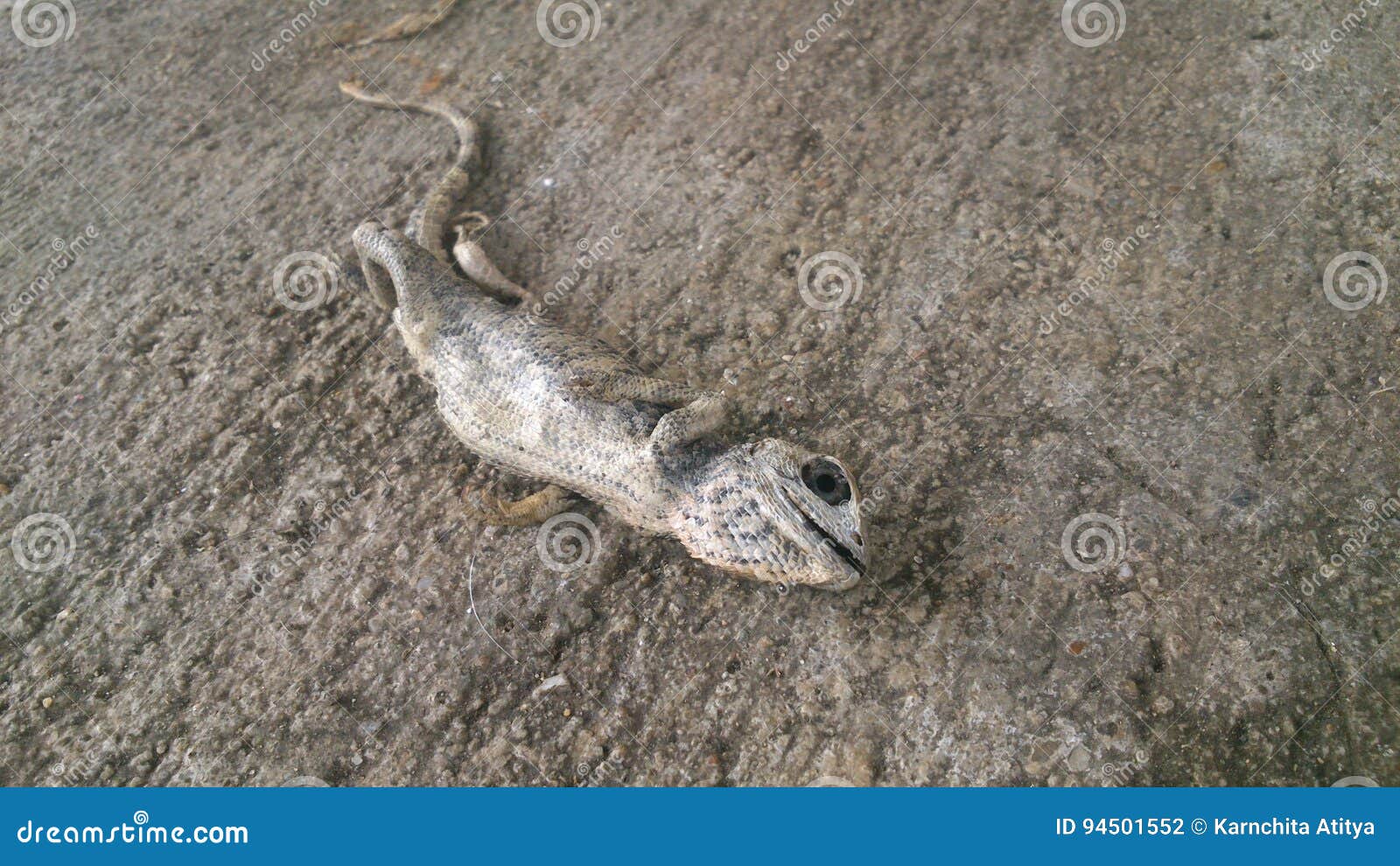 Lizard body stock photo. Image of dangerous, laying, dead - 94501552