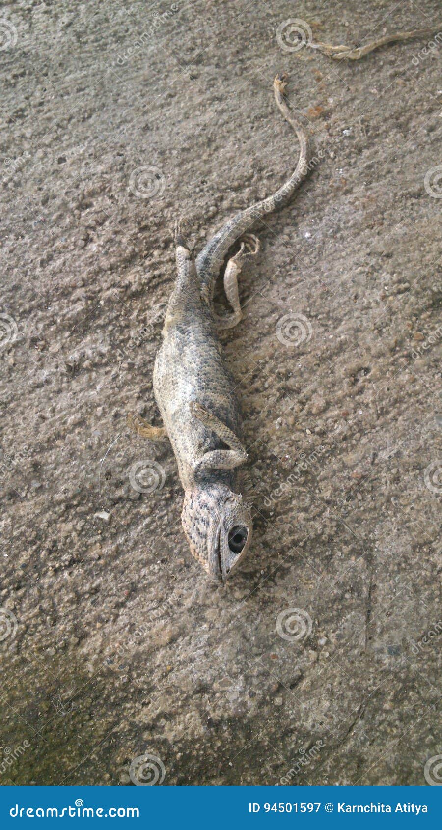 Lizard body stock image. Image of scary, body, carcass - 94501597