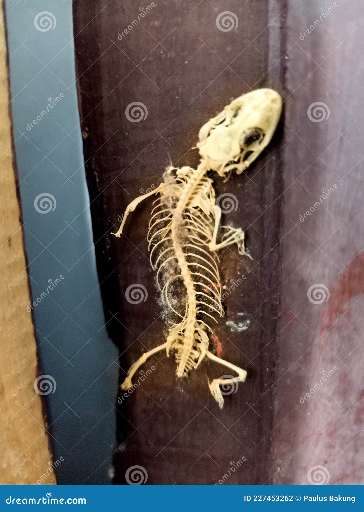 Lizard bone structure stock photo. Image of insect, lizard - 227453262