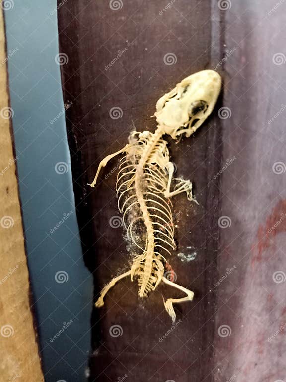 Lizard bone structure stock photo. Image of insect, lizard - 227453262