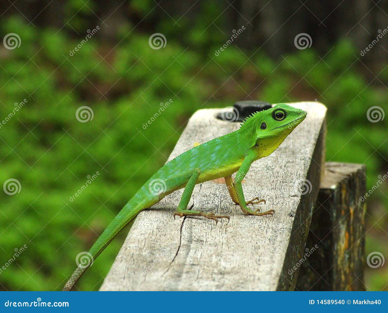 Lizard,Borneo,Malaysia stock photo. Image of colours - 14589540