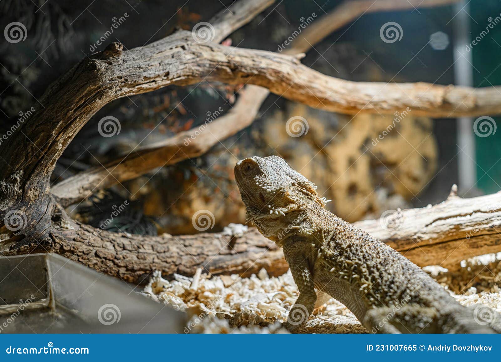 Lizard on a Branch in the Aquarium at the Zoo Stock Image - Image of ...