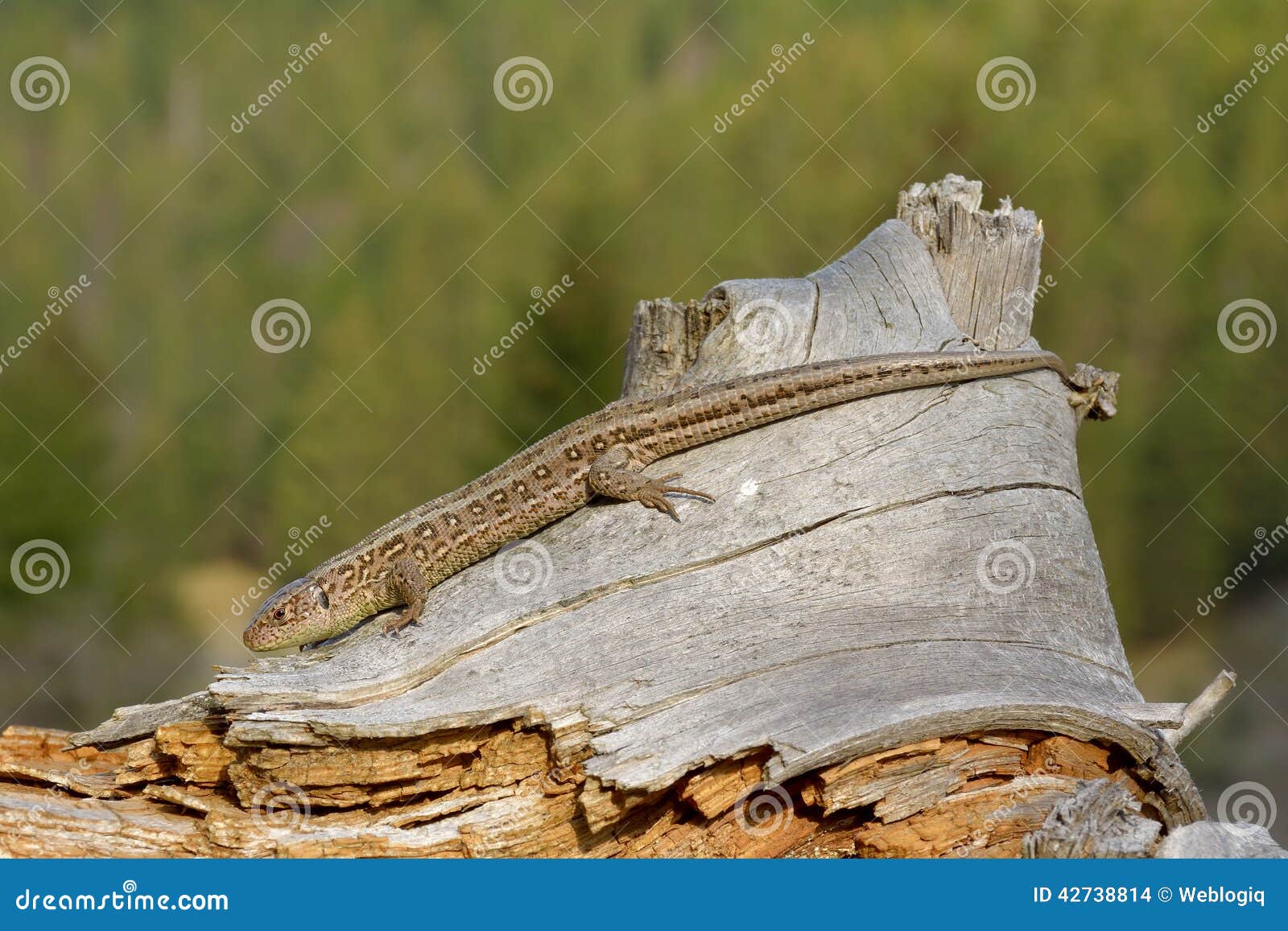 Lizard on branch stock photo. Image of crawl, animal - 42738814
