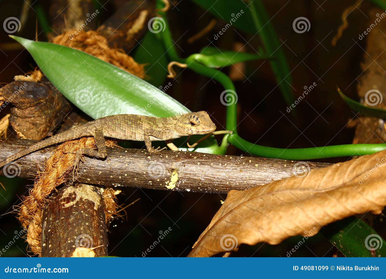 Lizard on a branch stock image. Image of calotes, animal - 49081099