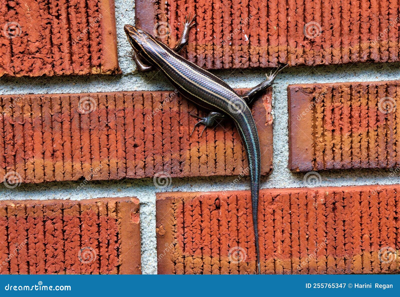 Lizard on the brick wall stock image. Image of tail - 255765347
