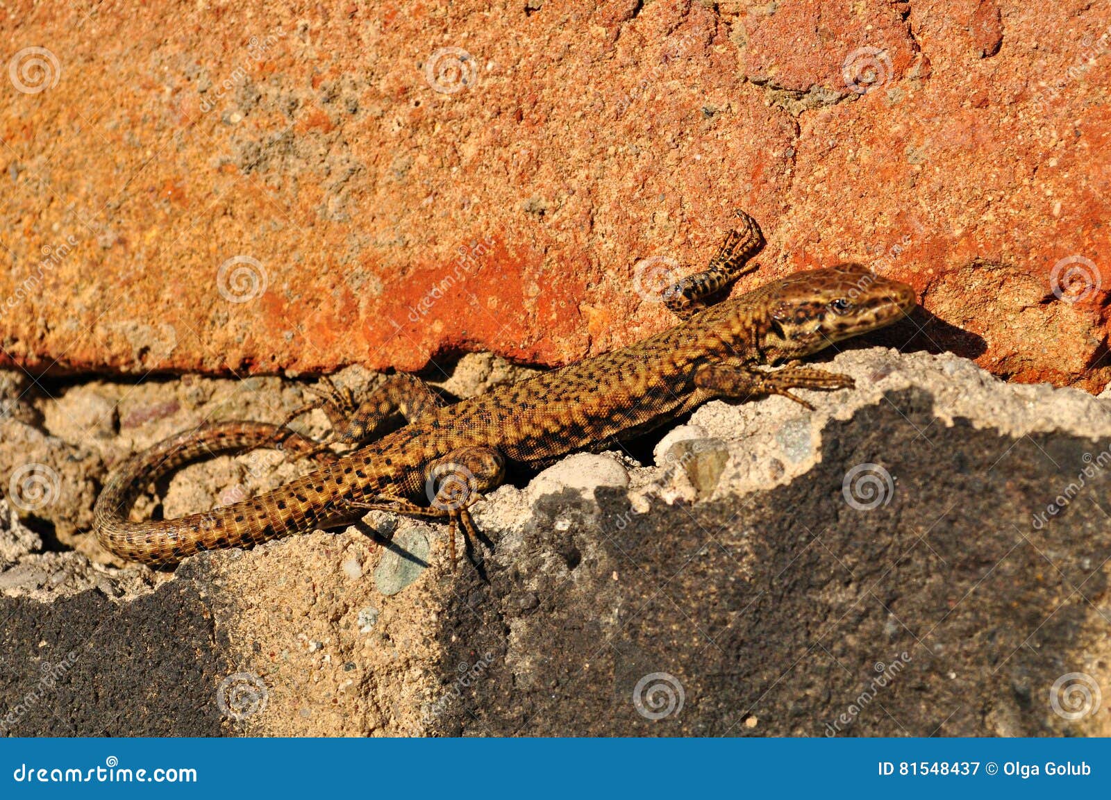 Lizard and bricks stock image. Image of interior, material - 81548437