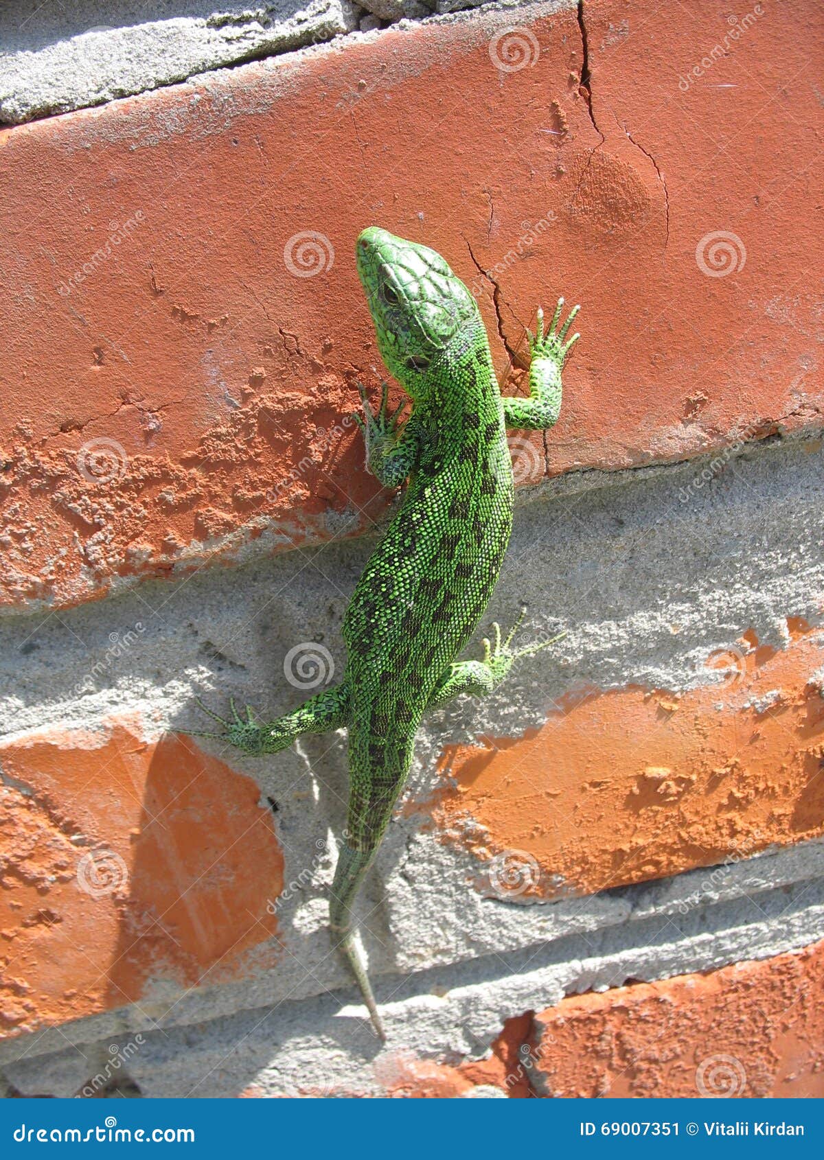 Lizard on bricks stock image. Image of large, isolation - 69007351