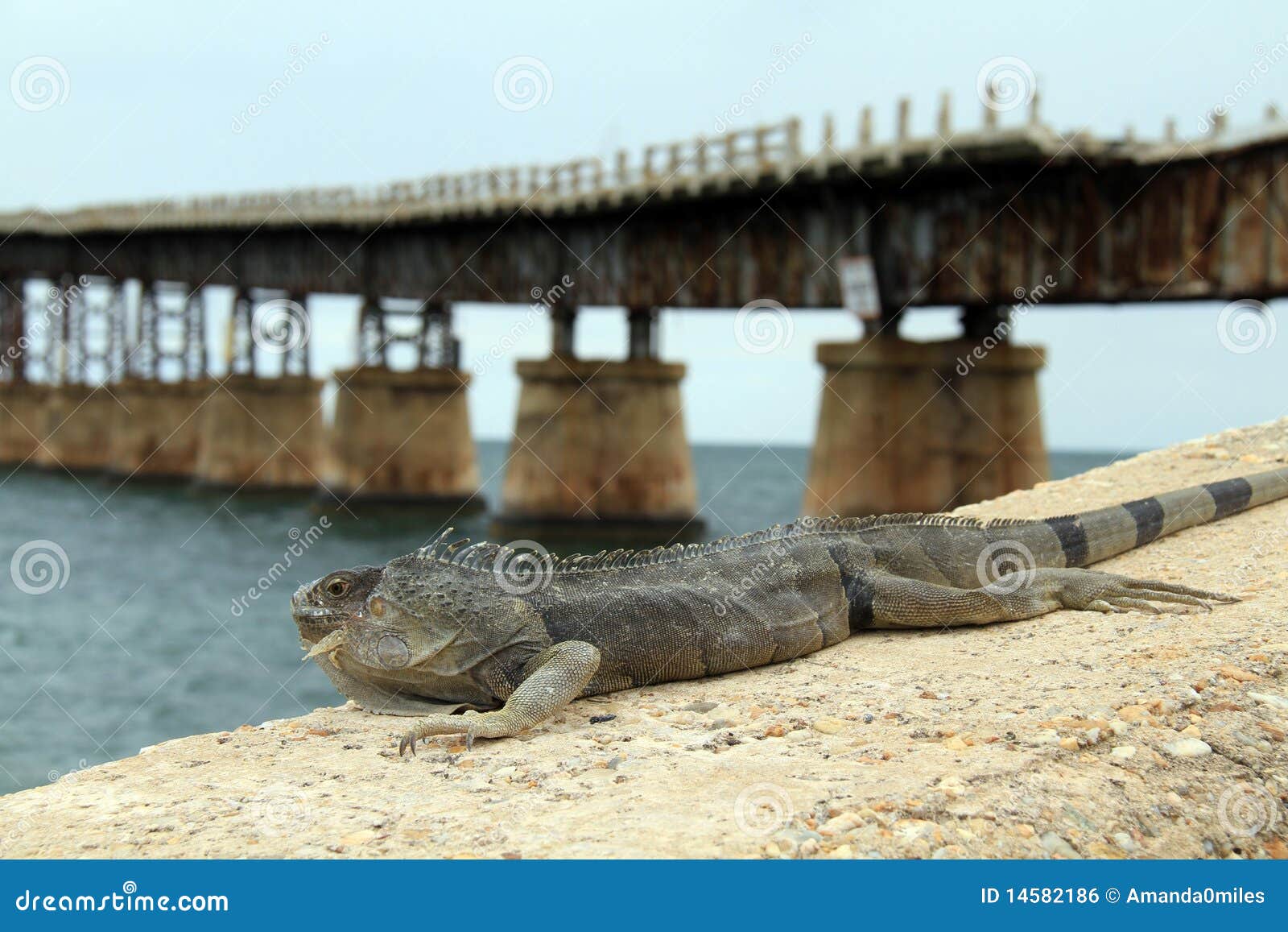 Lizard with Bridge stock photo. Image of geco, rust, reptile - 14582186