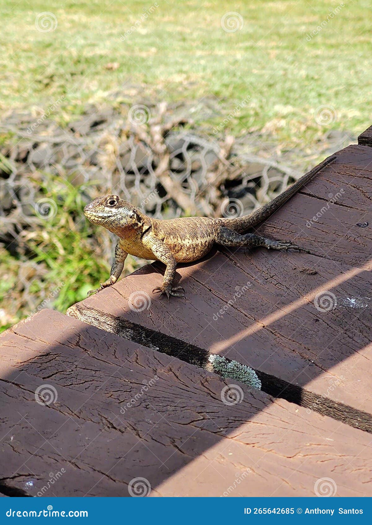 Lizard on a Bridge Watching Stock Image - Image of standing, bridge ...