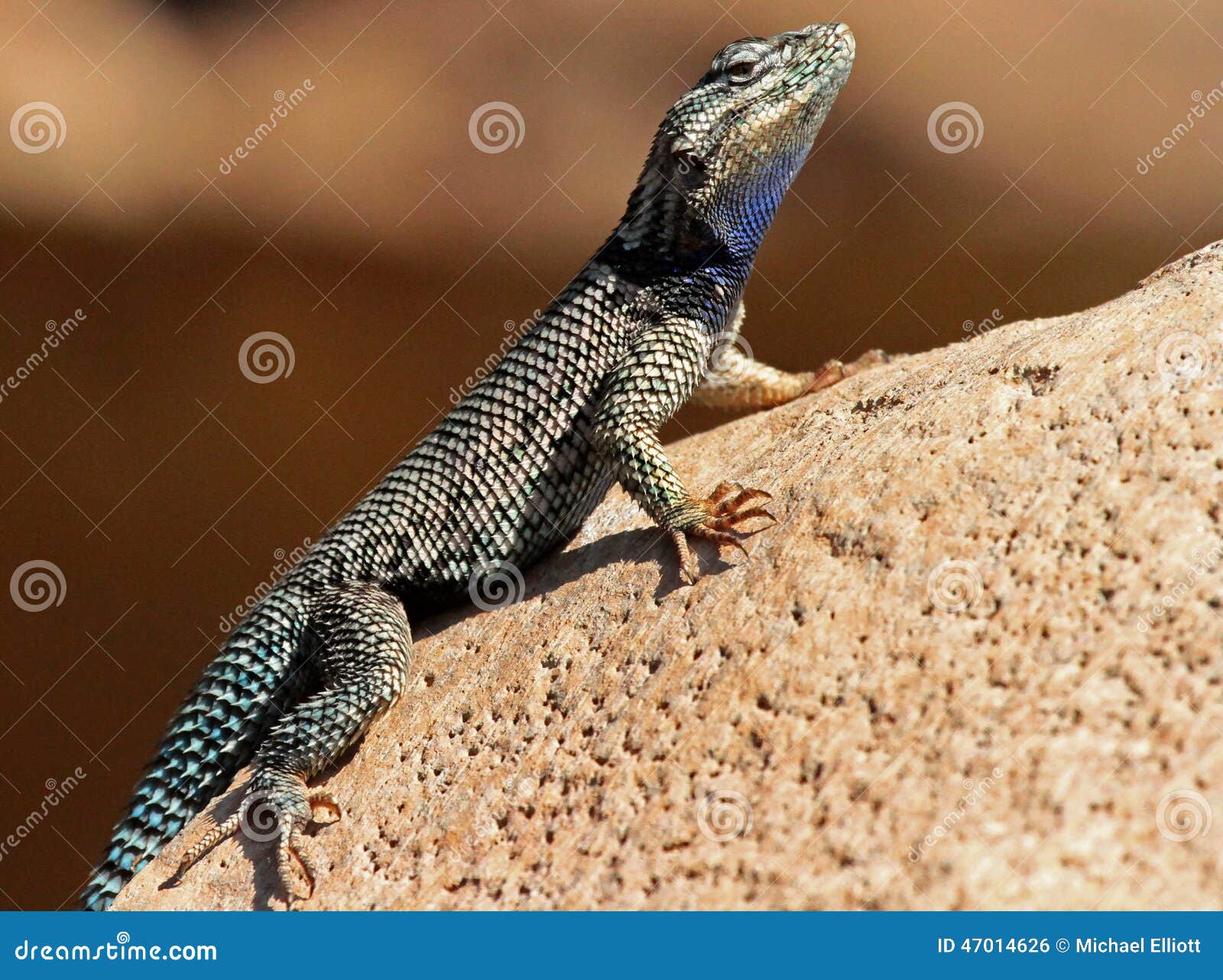Lizard stock photo. Image of long, leopard, chin, predator - 47014626