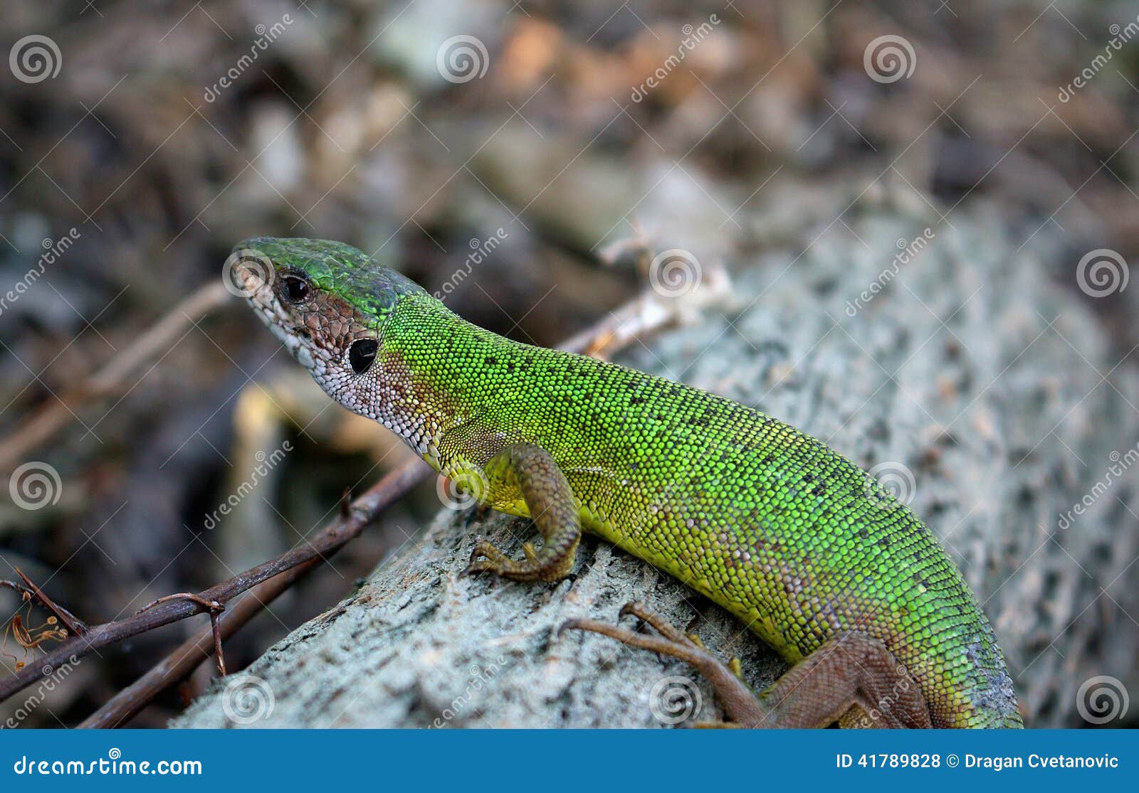 Lizard stock photo. Image of herpetology, guster, face - 41789828