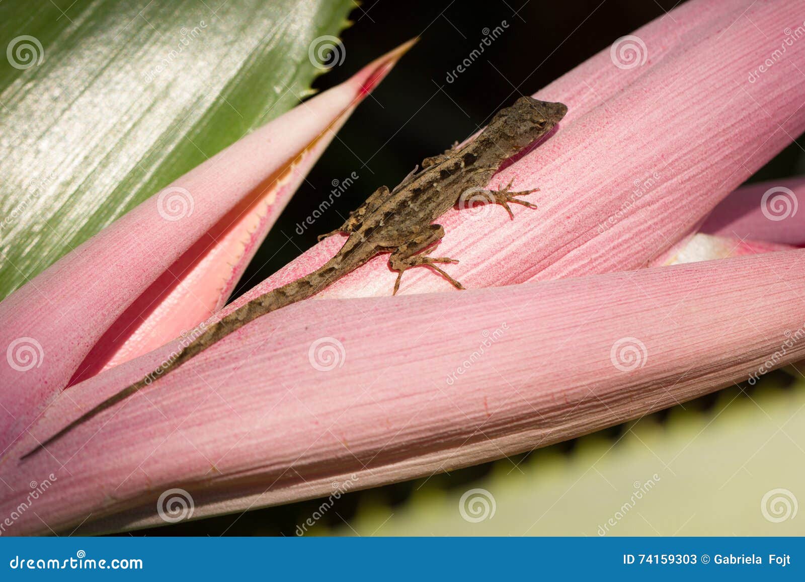 A Lizard on a Bromeliads Flower Stock Image - Image of close, exotic ...