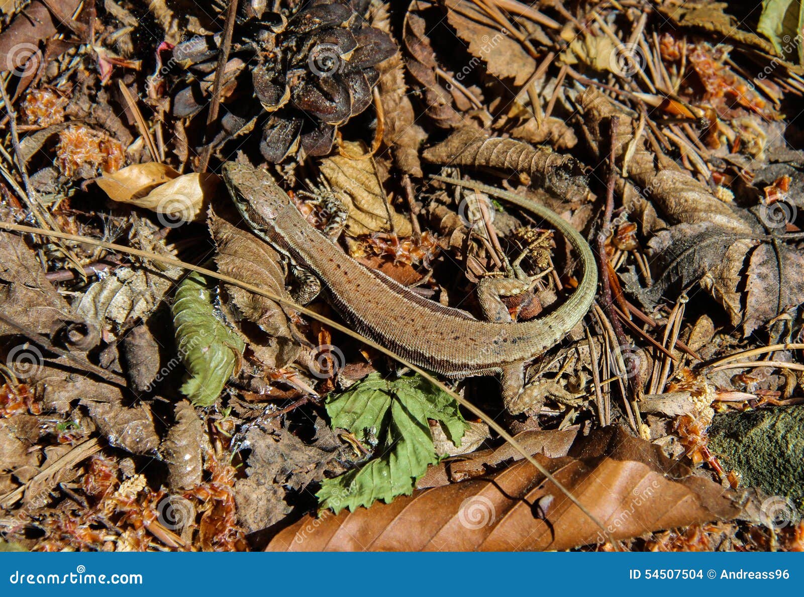 Lizard stock photo. Image of wildlife, dried, brown, reptile - 54507504