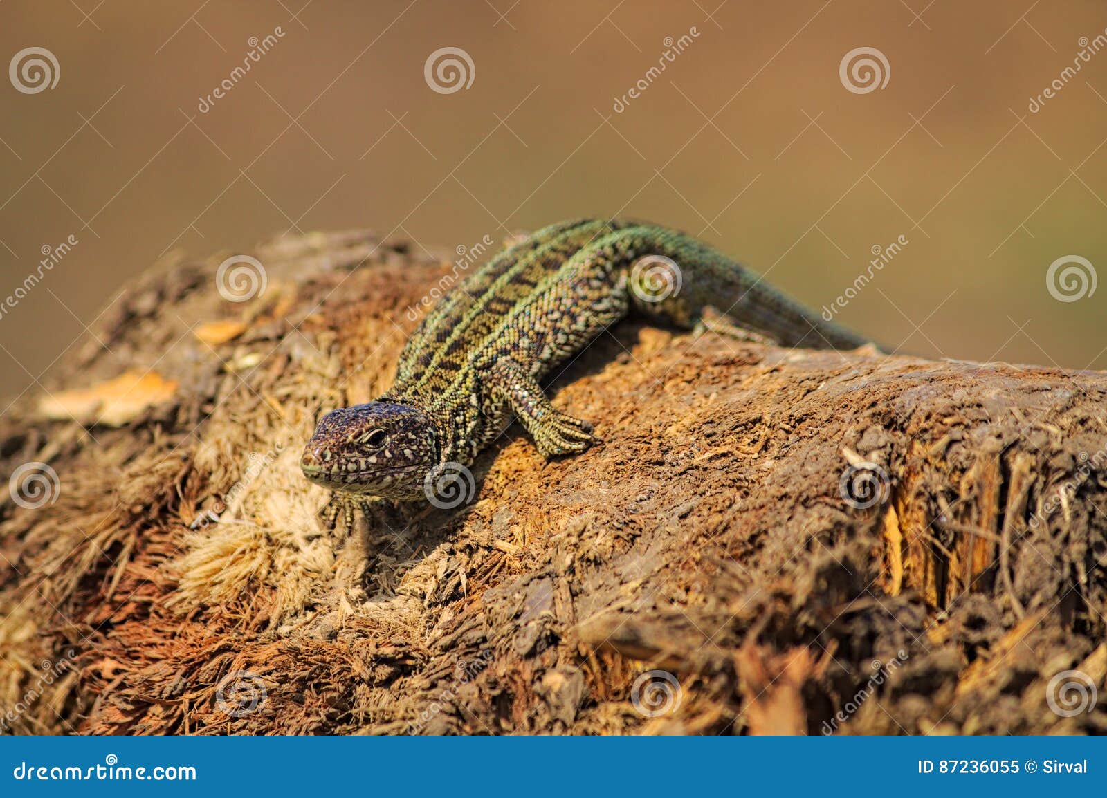Indian Pangolin Or Anteater Or Kidikhau Manis Crassicaudata Stock ...