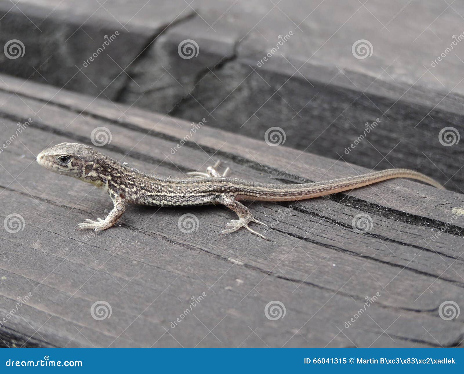Lizard stock image. Image of wood, male, skin, brown - 66041315