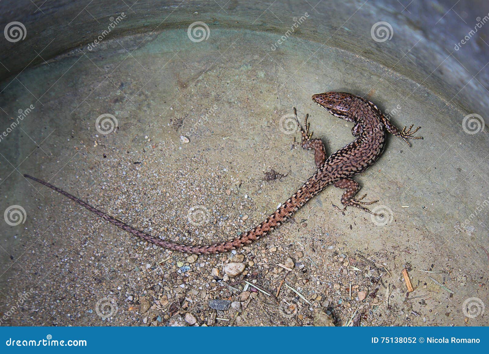 Lizard in the bucket stock photo. Image of lizard, insectivorous - 75138052
